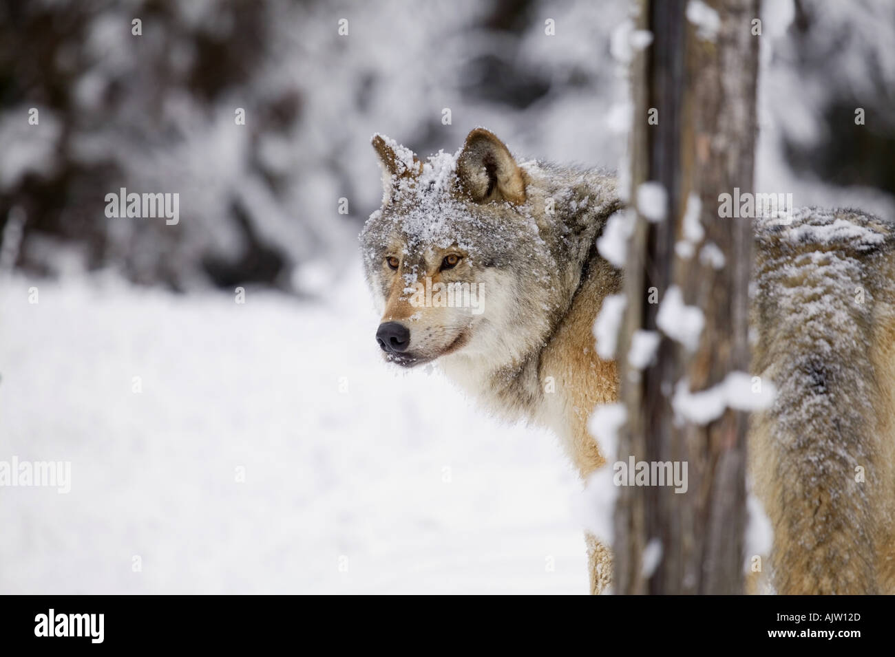 Lone wolf in snow Stock Photo - Alamy