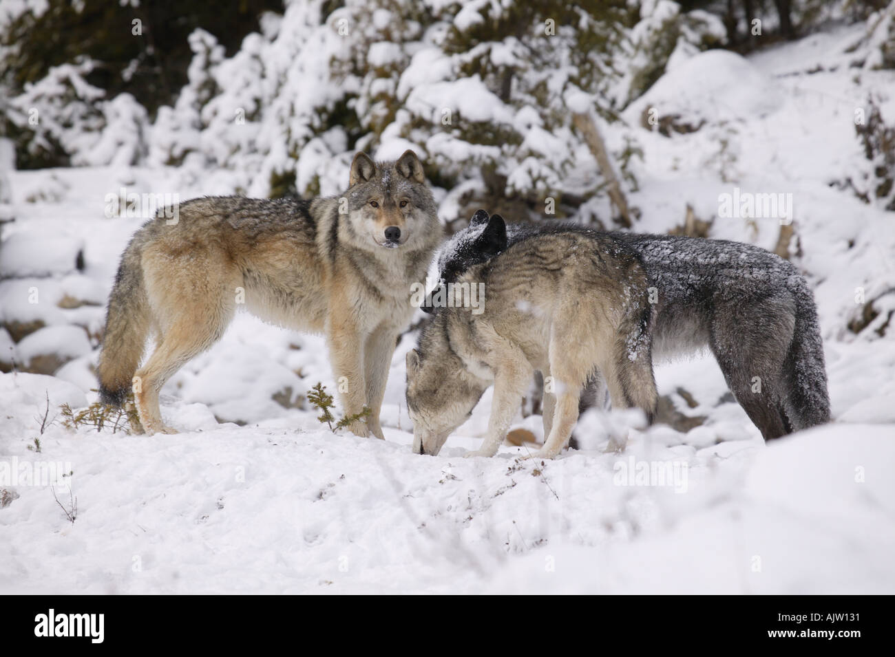 Ham3816 hi-res stock photography and images - Alamy