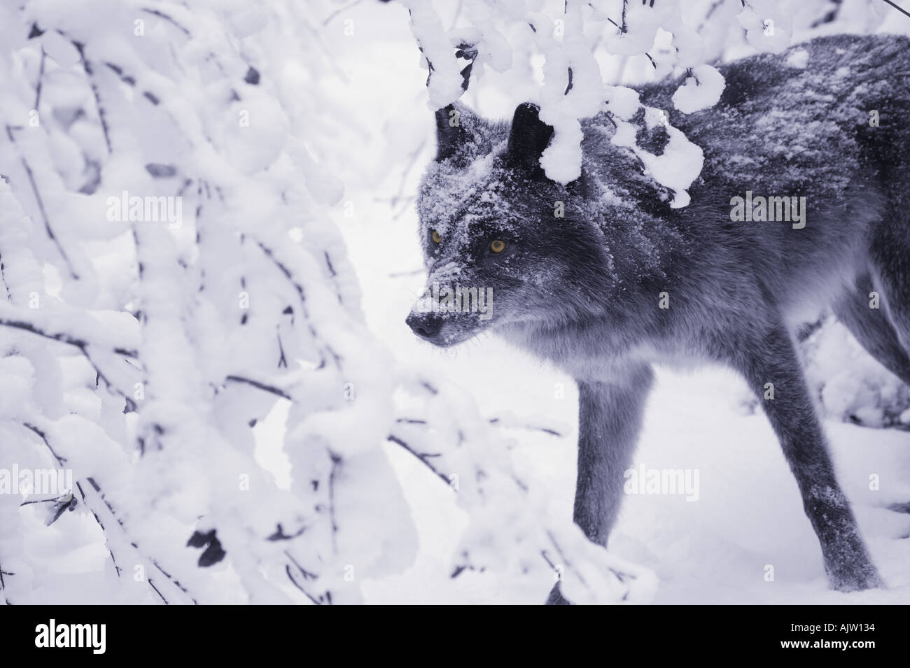 Lone wolf in snow Stock Photo - Alamy