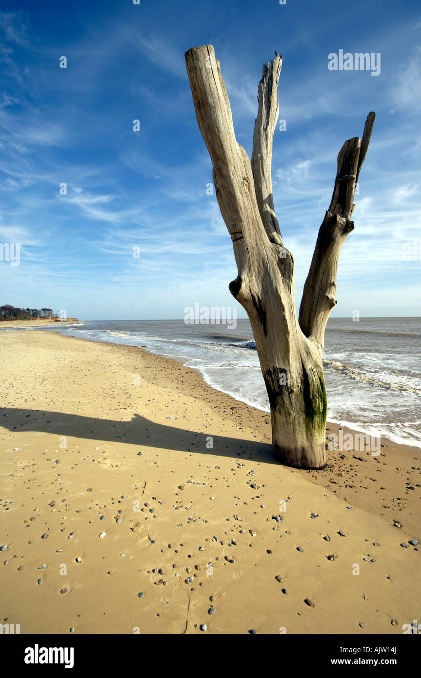 Dead tree on beach on the Norfolk Coast Stock Photo - Alamy