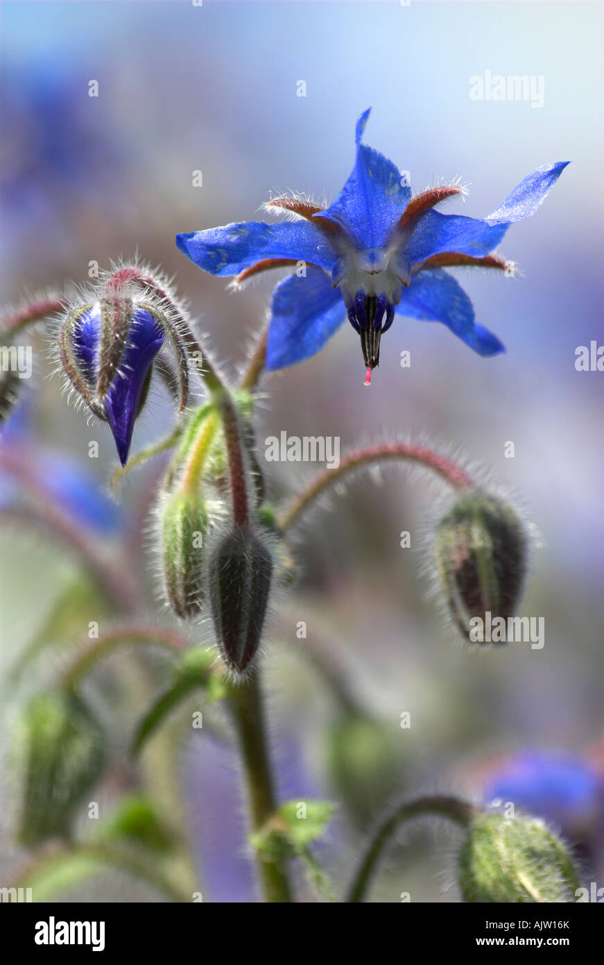 BORAGE. Borago officinalis. starflower Stock Photo - Alamy