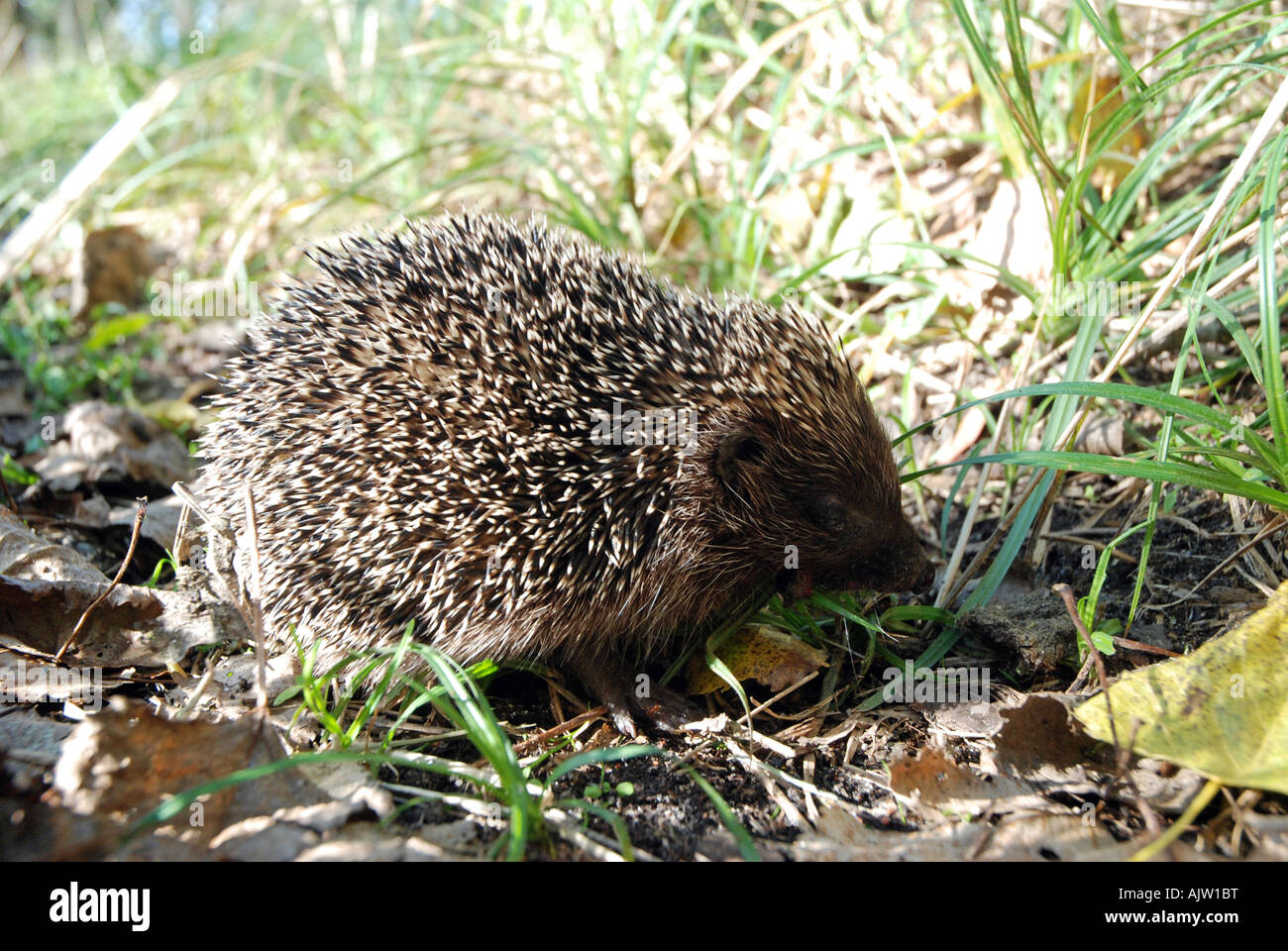 young hedgehog walking in grass Stock Photo - Alamy
