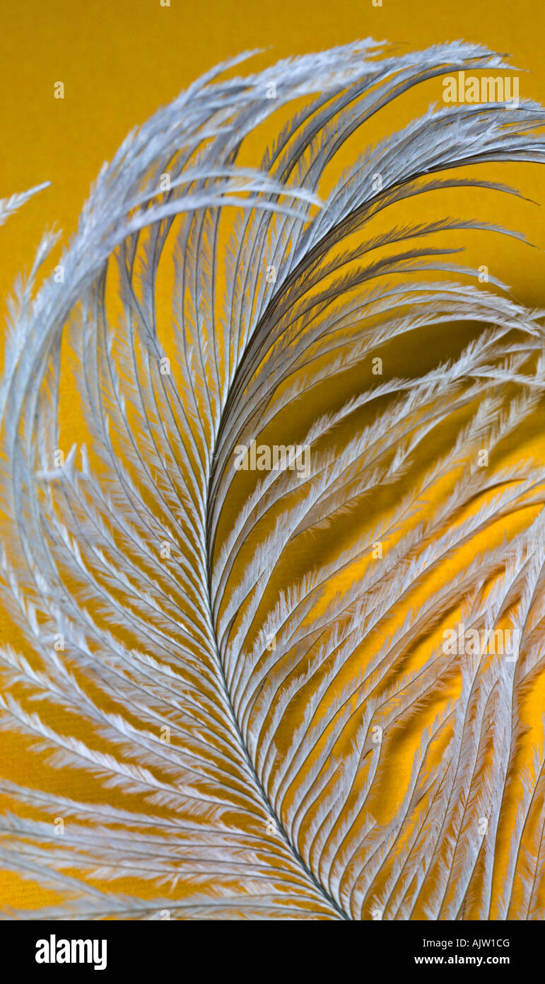 Filaments of white bird feathers hi-res stock photography and images ...