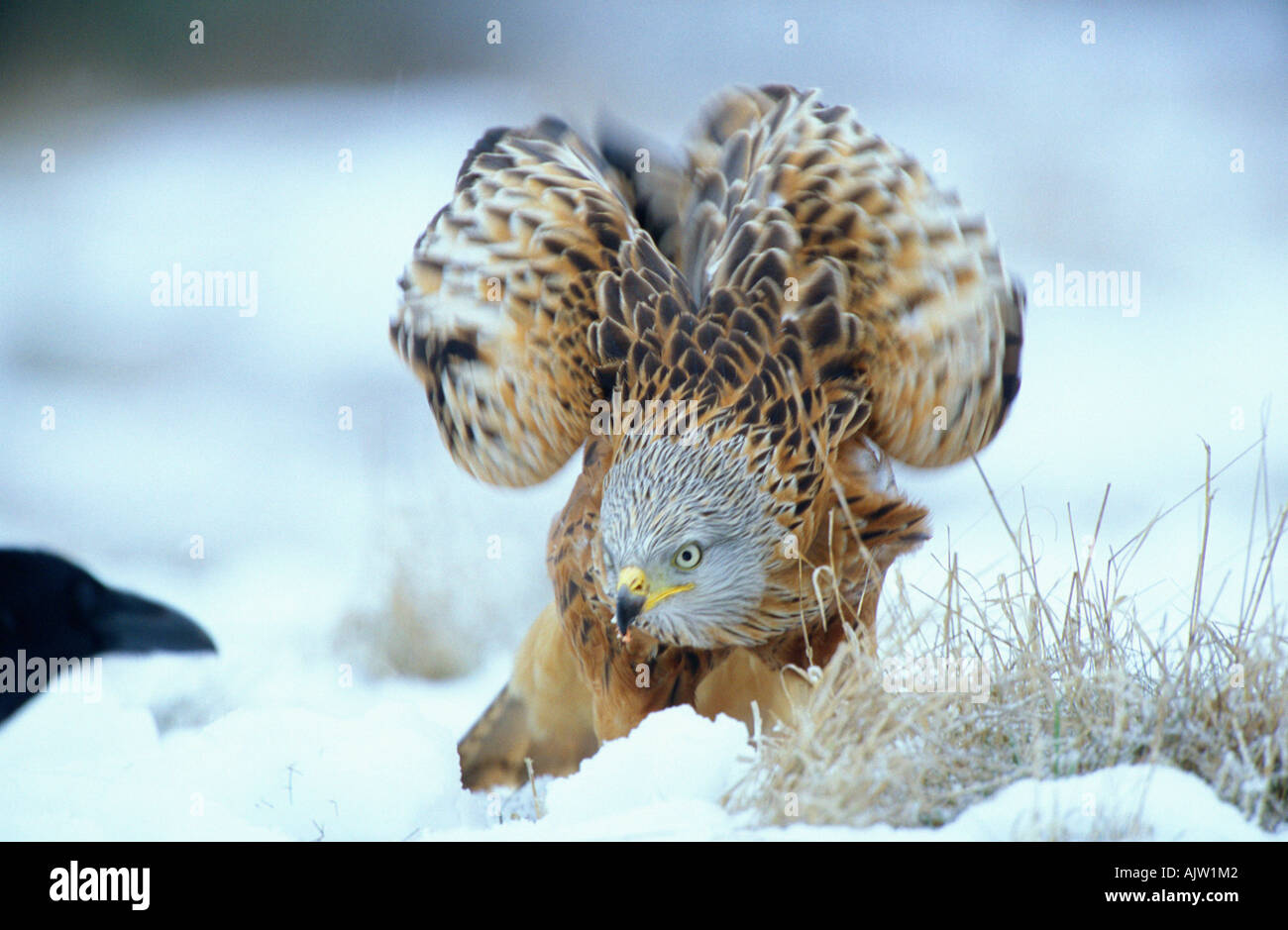 Raven and Red Kite Stock Photo - Alamy