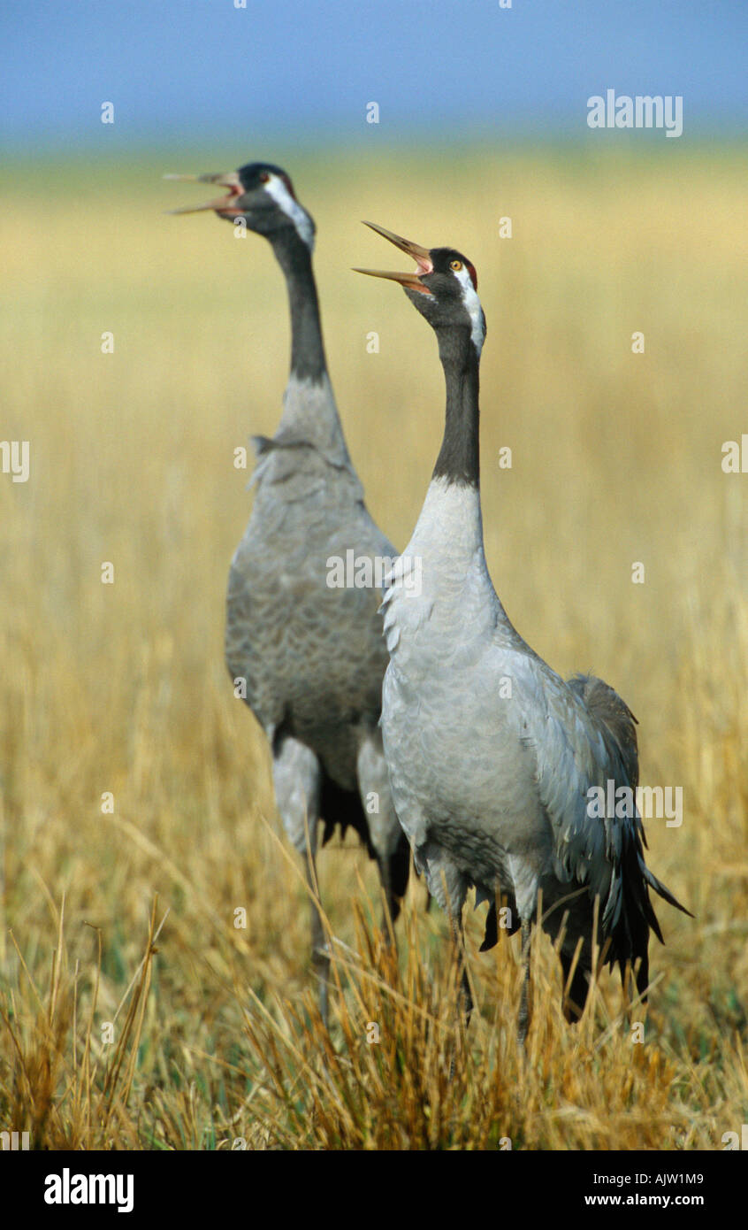 Common Crane Stock Photo - Alamy