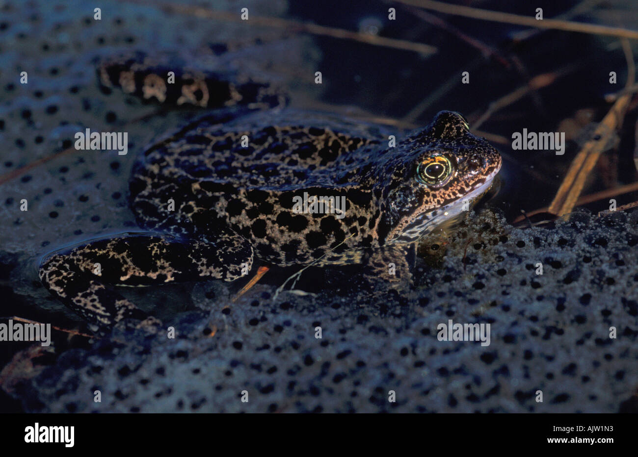 Common European Frog Stock Photo - Alamy