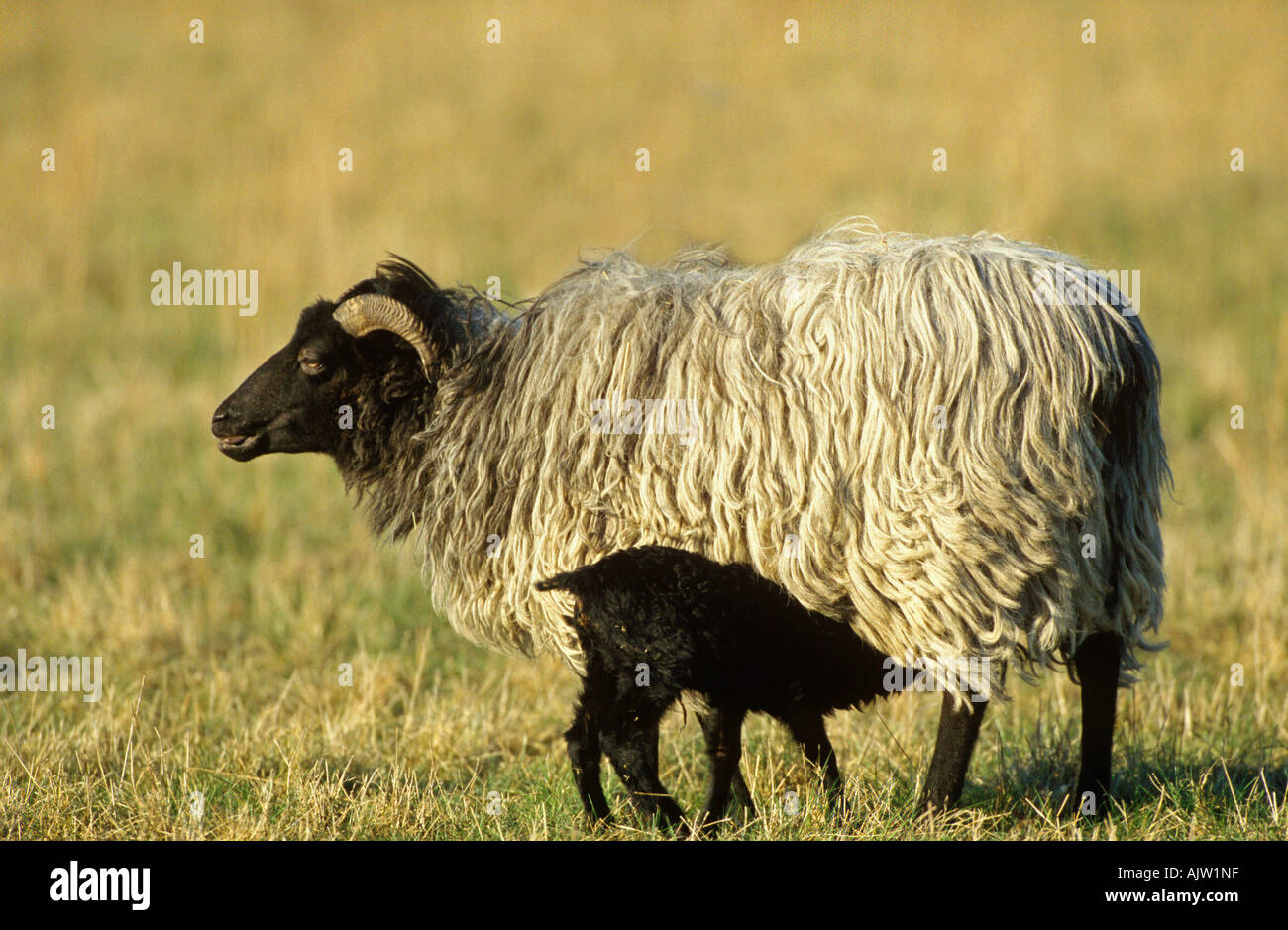 Moorland Sheep Stock Photo - Alamy