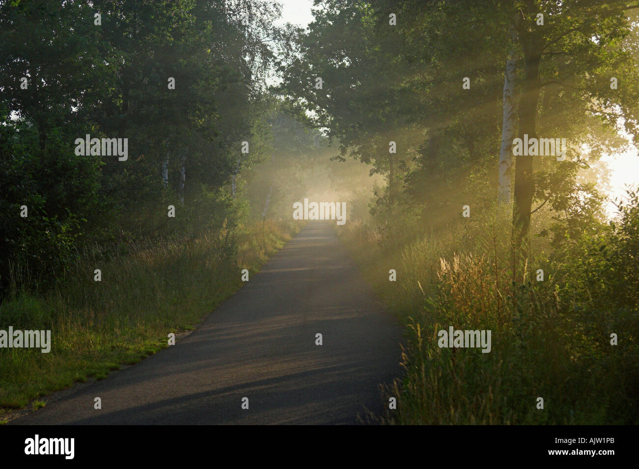 Country lane Stock Photo - Alamy