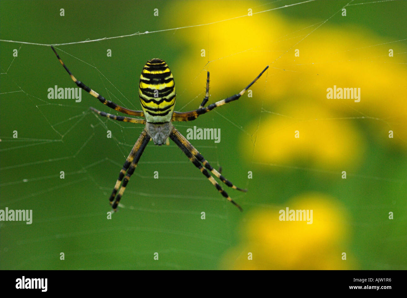 Black-and-Yellow Garden Spider Stock Photo - Alamy