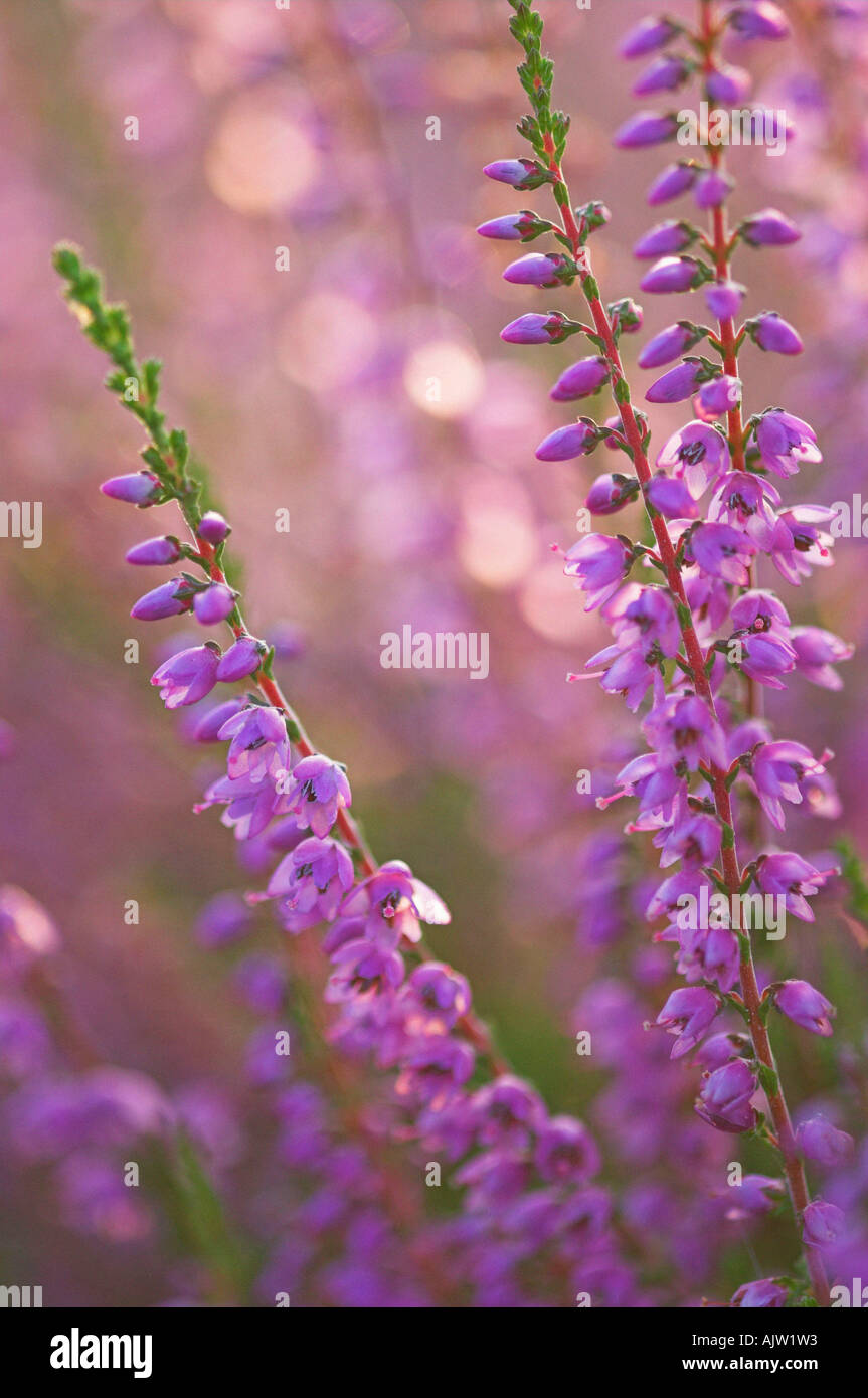 Common Heather Stock Photo - Alamy Common Heather Stock Photo - Alamy