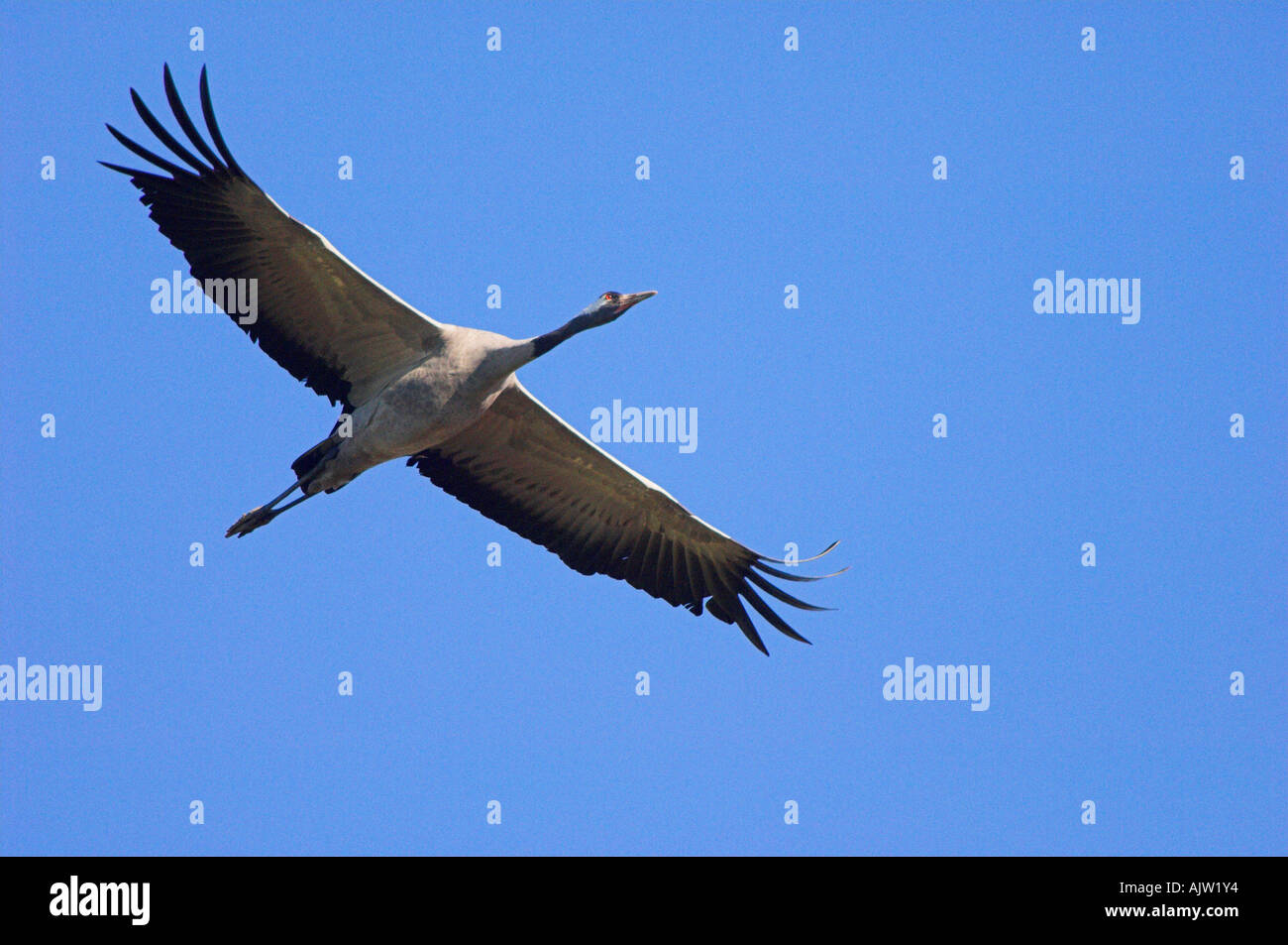 Common Crane Stock Photo - Alamy
