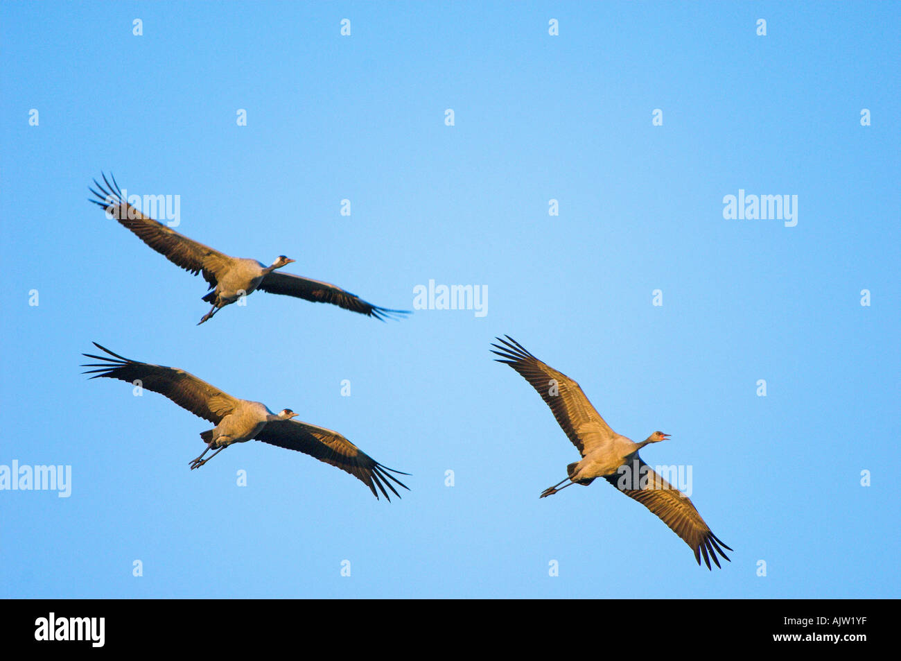 Common Crane Stock Photo - Alamy
