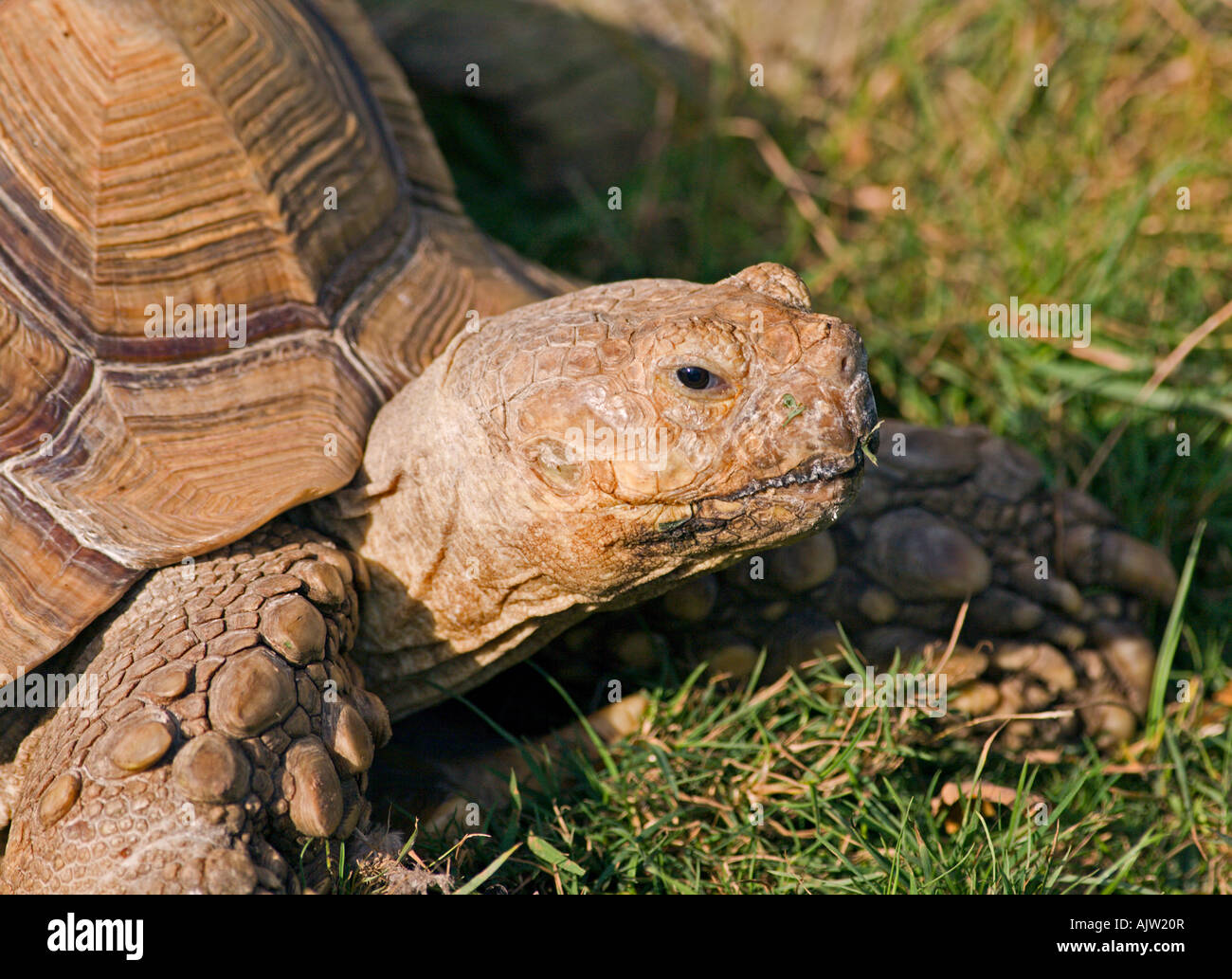 African Spur-Thighed Tortoise (geochelone sulcata Stock Photo - Alamy