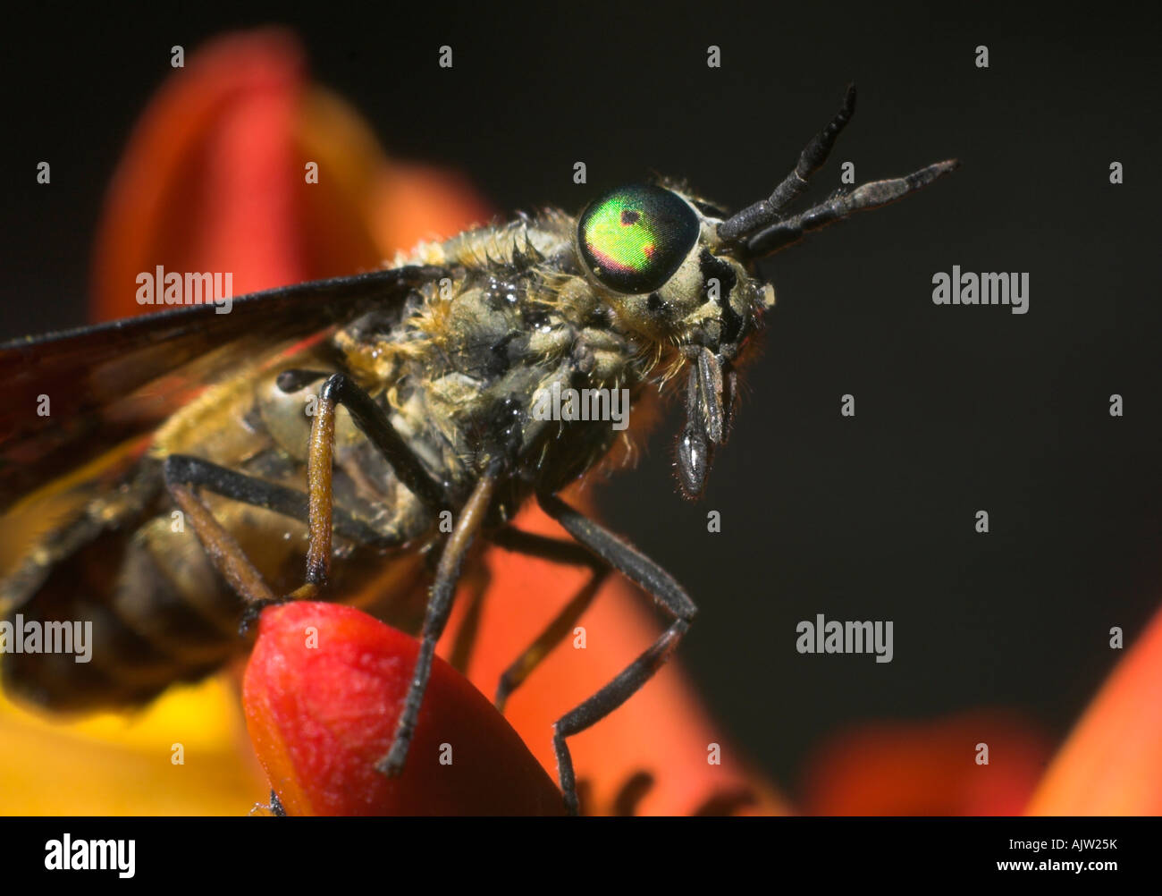 HORSE FLY. Chrysops relictus (Twin-lobed deerfly Stock Photo - Alamy