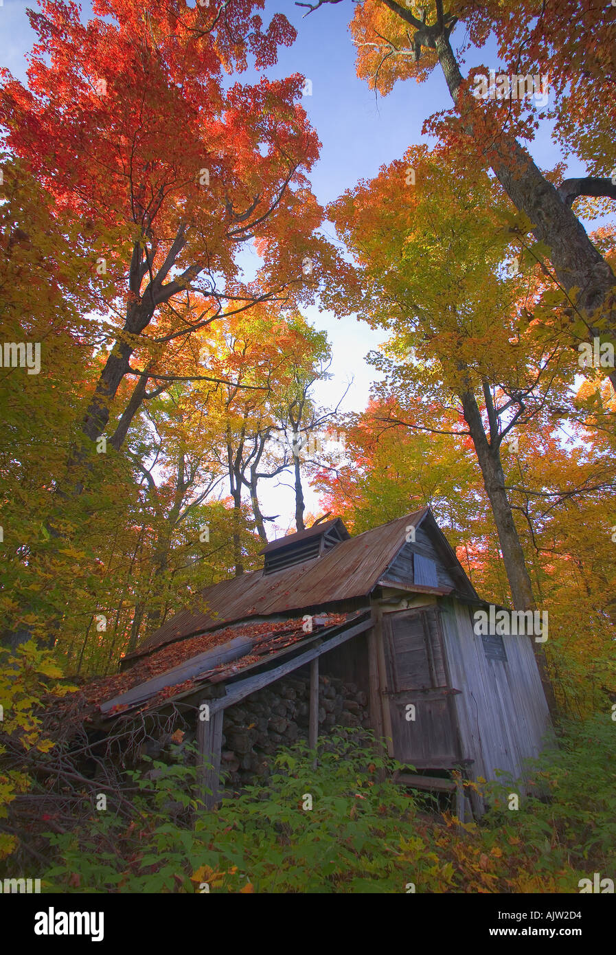 Building color and trees hi-res stock photography and images - Alamy