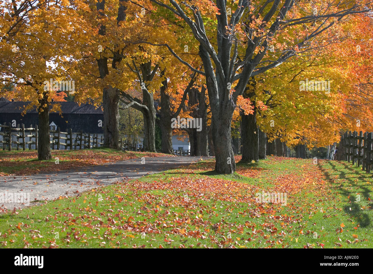 Autumn trees surrounding driveway Stock Photo - Alamy