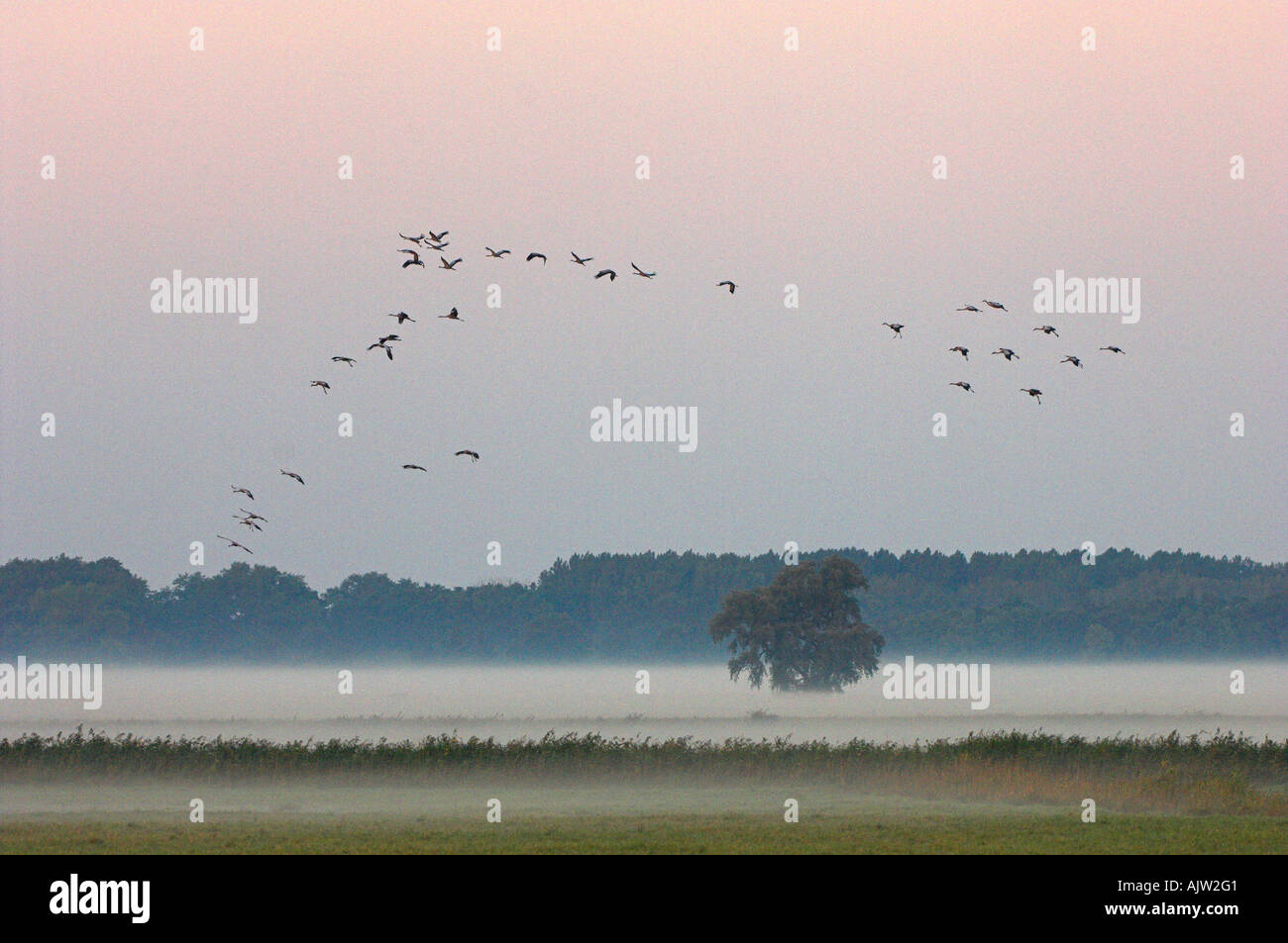 Common Crane Stock Photo - Alamy
