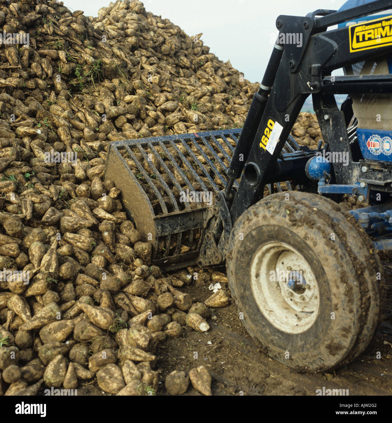 Pile of harvested sugar beet with tractor and bucket for lifting crop ...