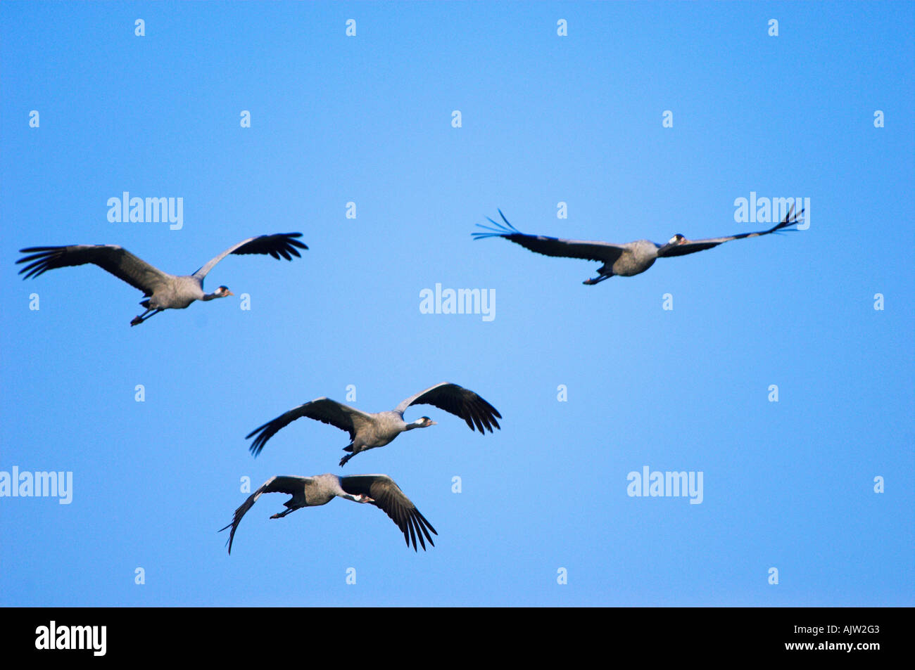 Common Crane Stock Photo - Alamy