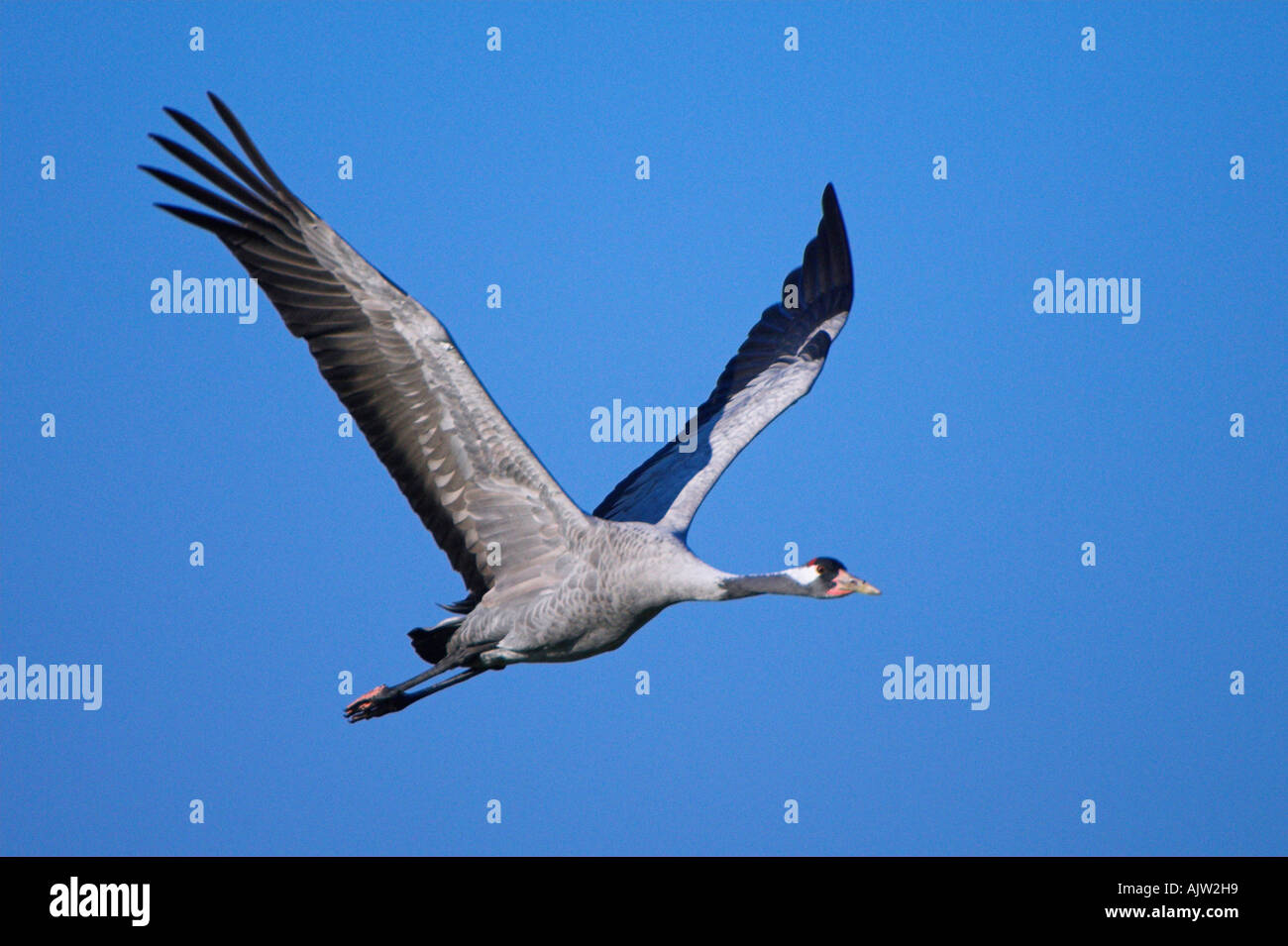 Common Crane Stock Photo - Alamy