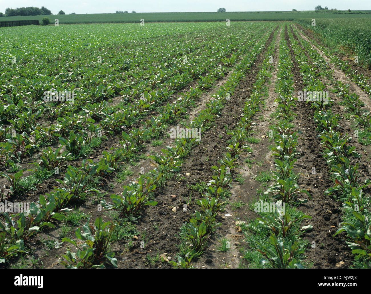 Rows young plants beetroot hi-res stock photography and images - Alamy