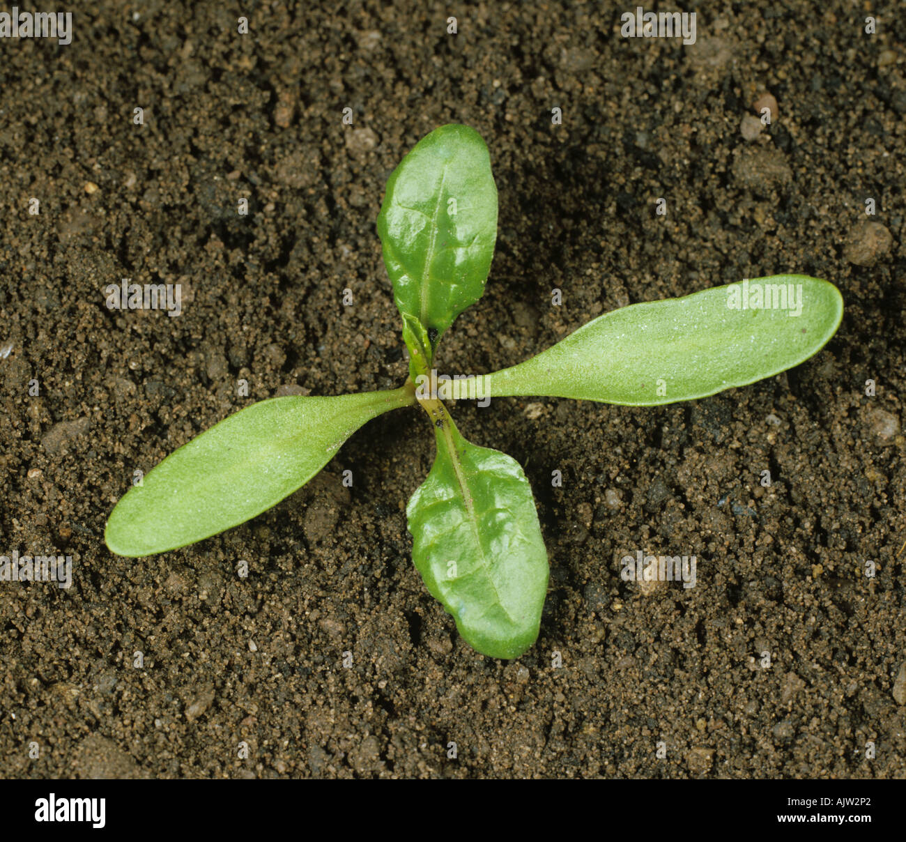 Beet Seedlings Falling Over