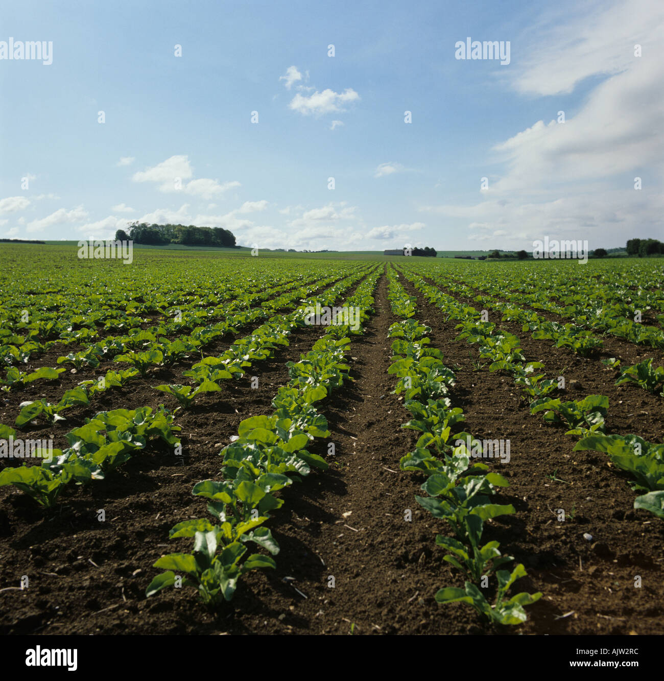 A low angle view of a young sugar beet crop early on a fine summer ...