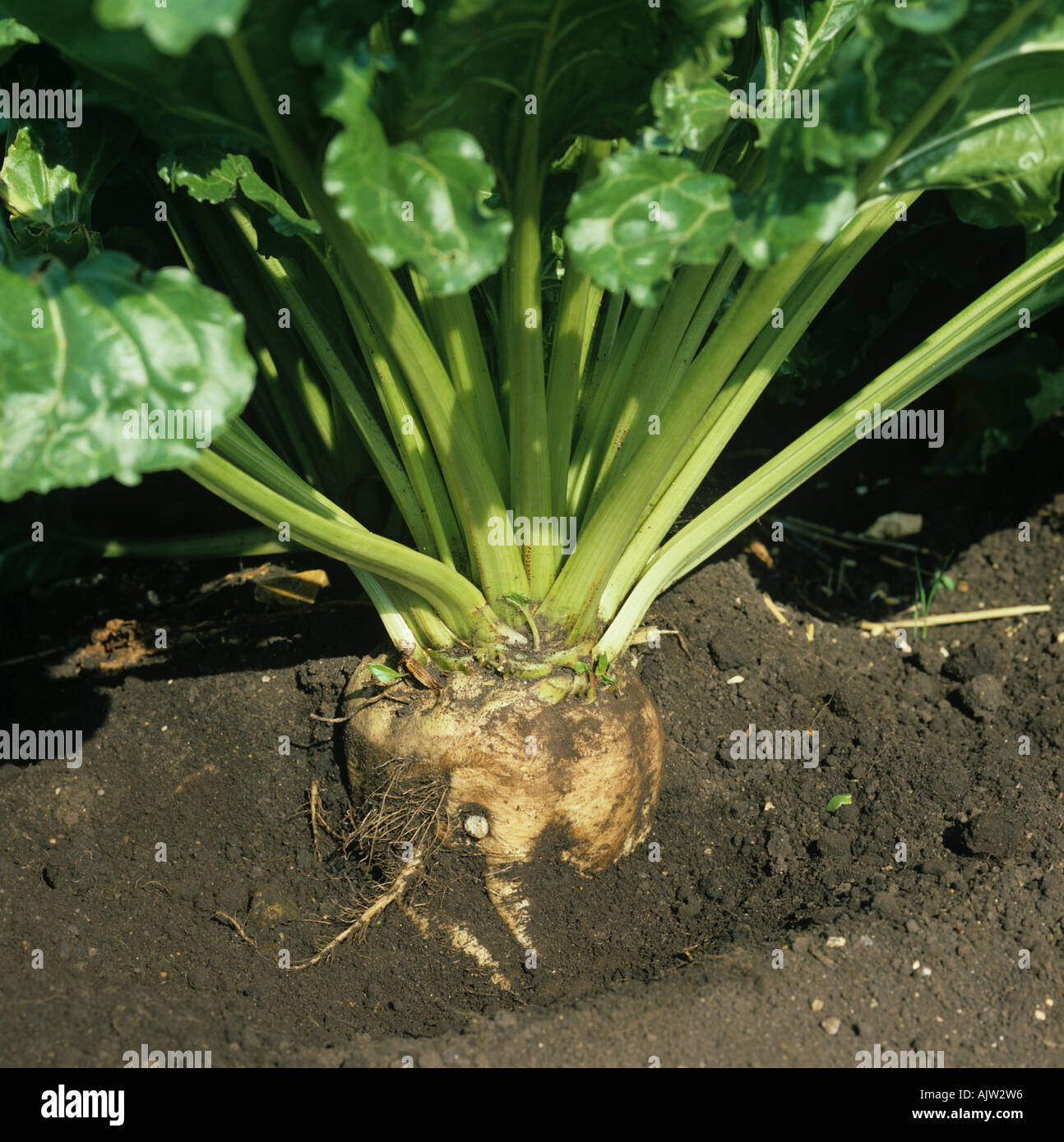 Base of plant hi-res stock photography and images - Alamy