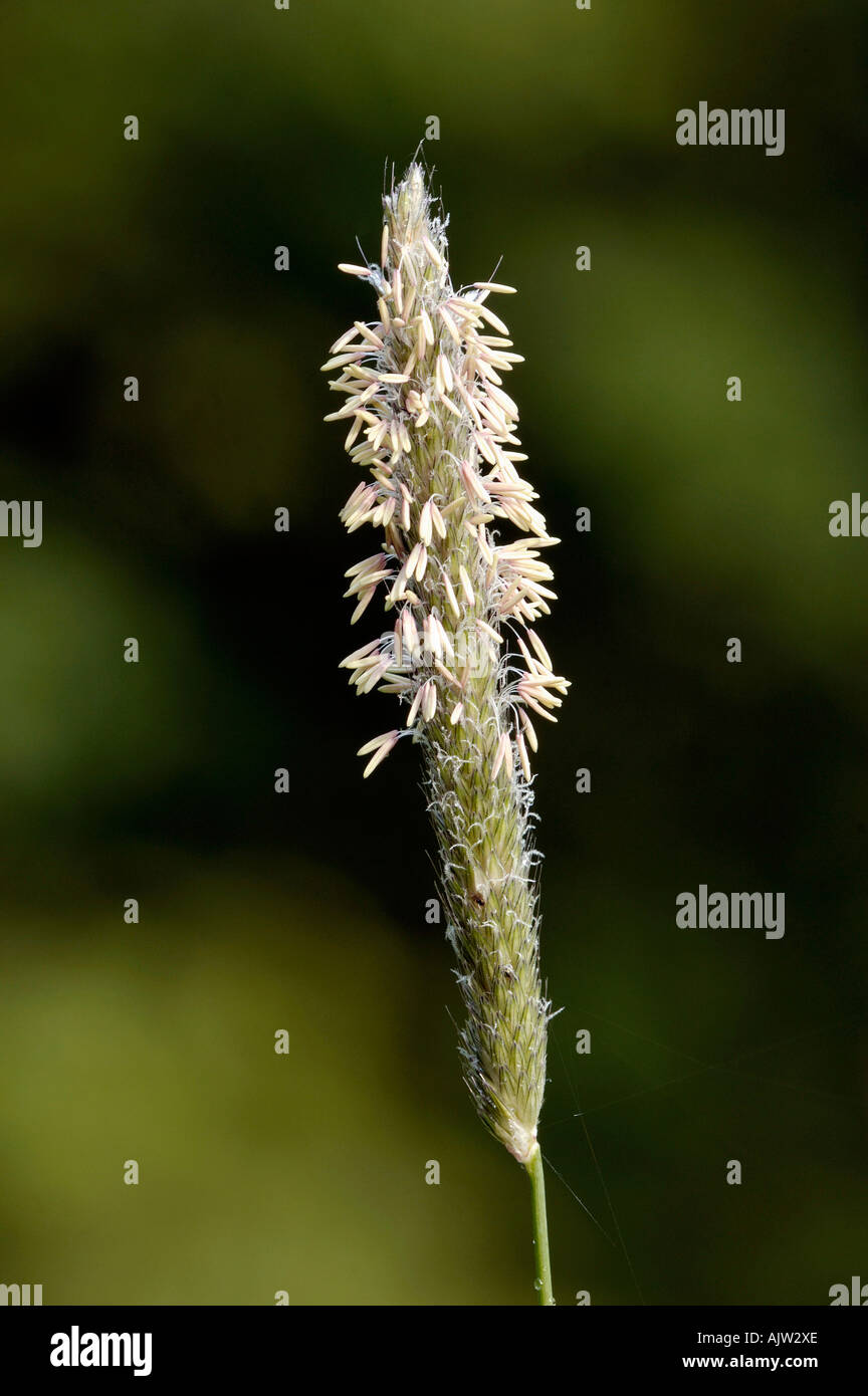 Upright grass plants hi-res stock photography and images - Alamy
