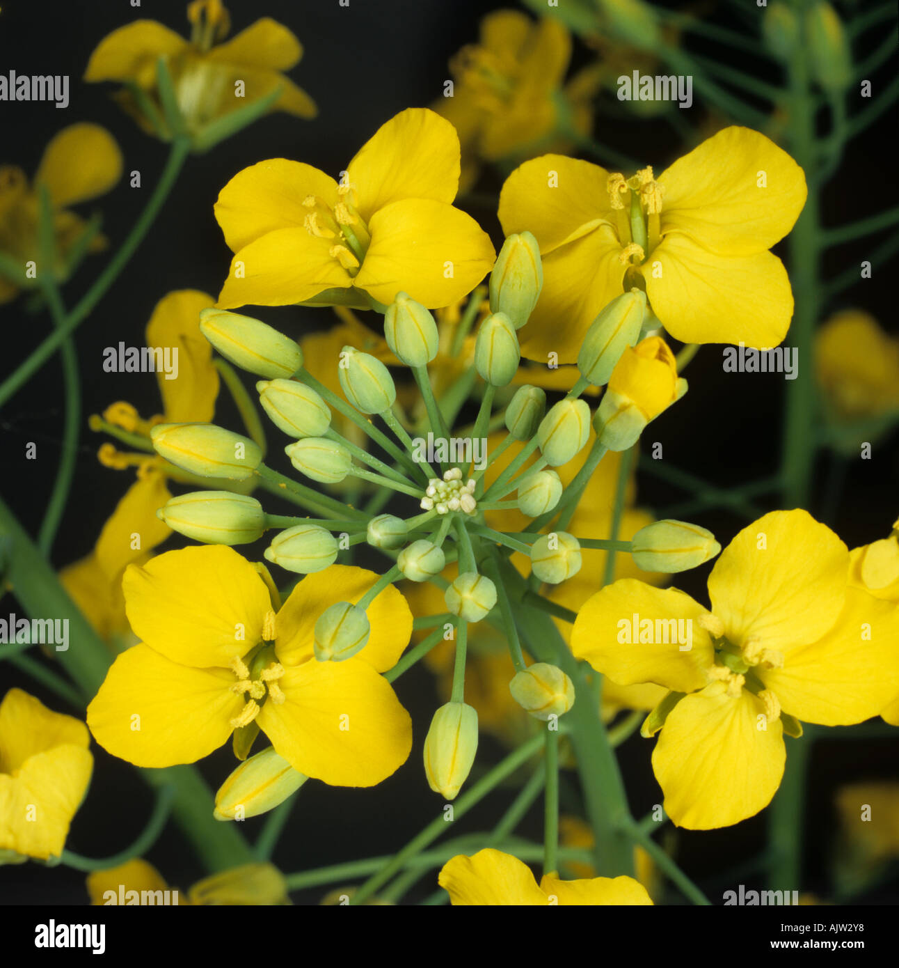 Oilseed rape flowers and flower buds against a black background Stock ...