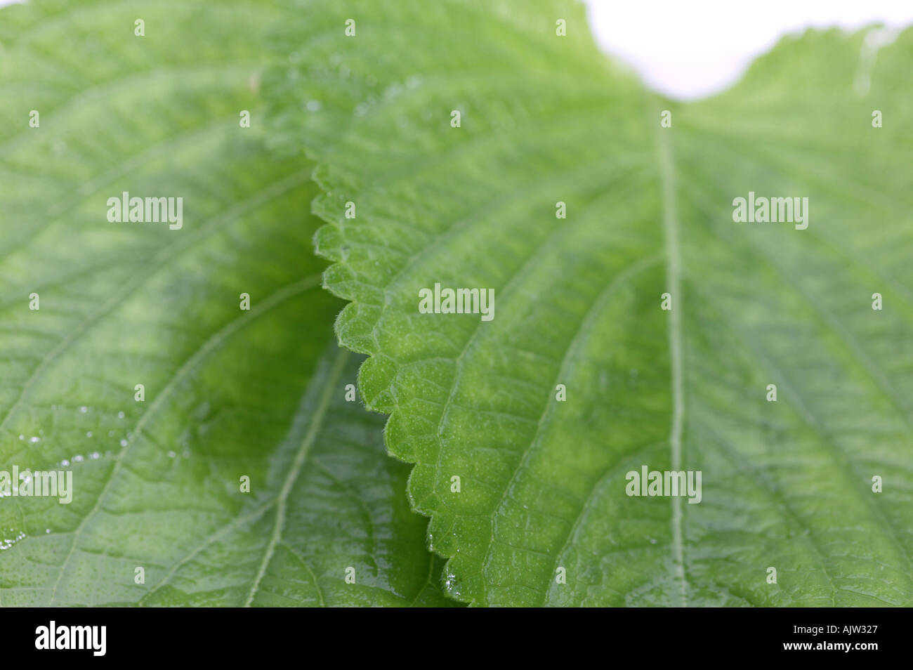 Sesame leave hi-res stock photography and images - Alamy