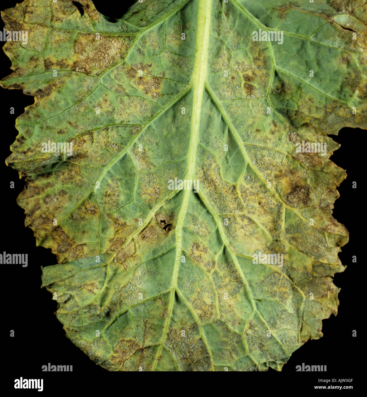 Peronospora Parasitica