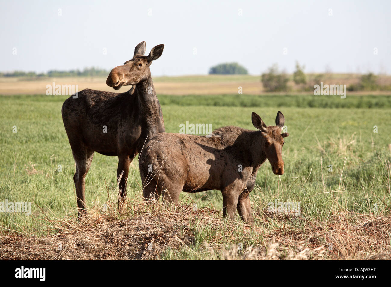 Moose in Saskatchewan field Stock Photo - Alamy