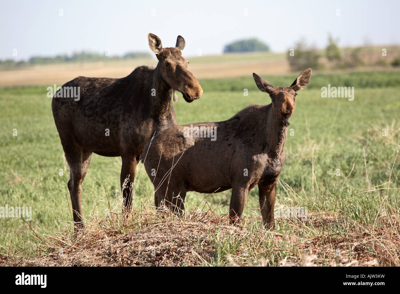 Moose in Saskatchewan field Stock Photo - Alamy