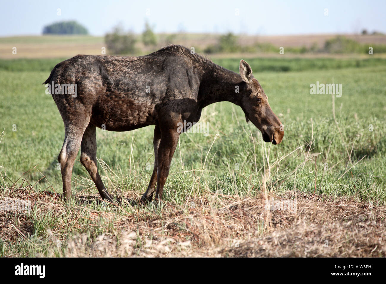 Moose in Saskatchewan field Stock Photo - Alamy