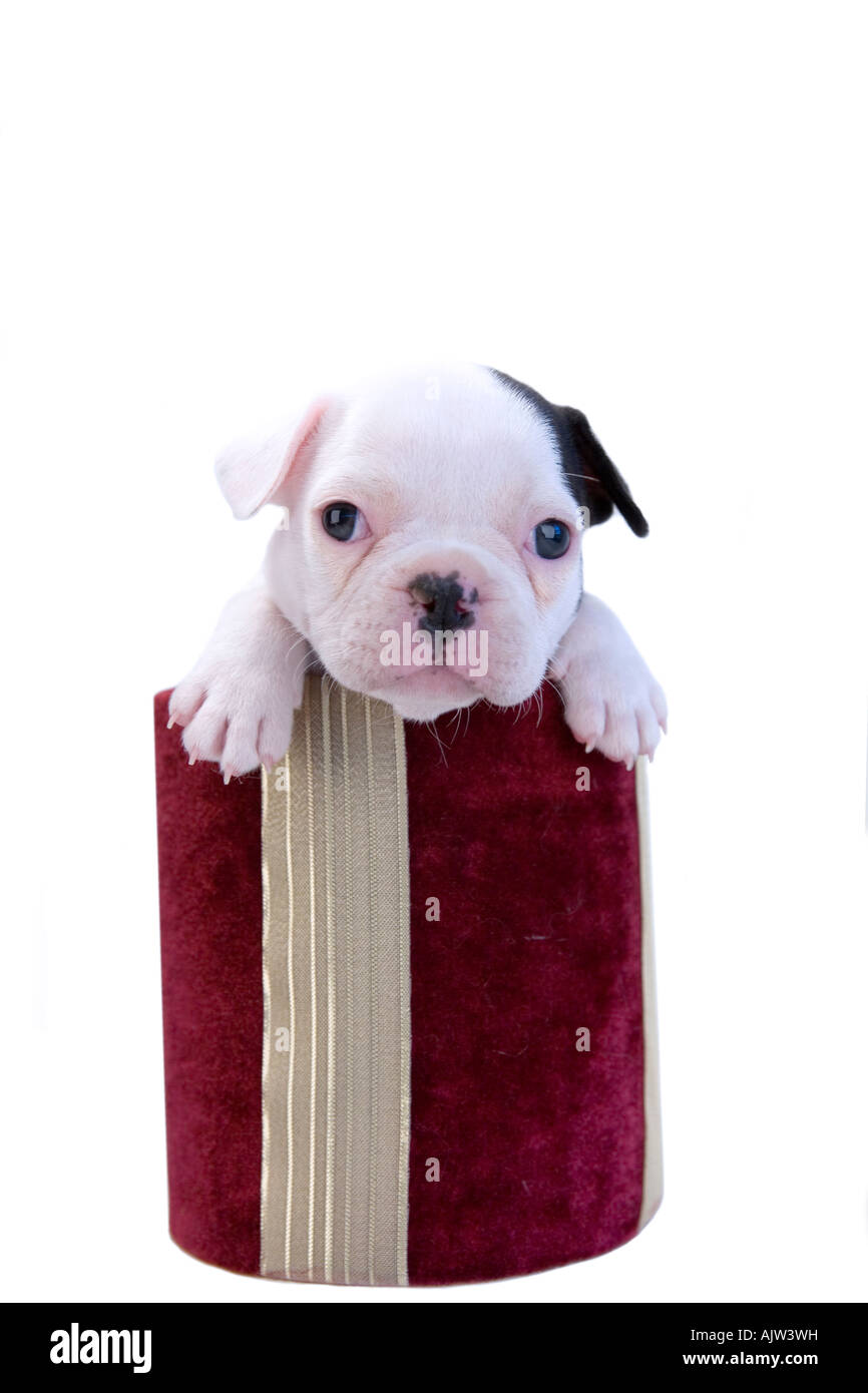 French bulldog puppy in red velvet gift box Isolated on white ...