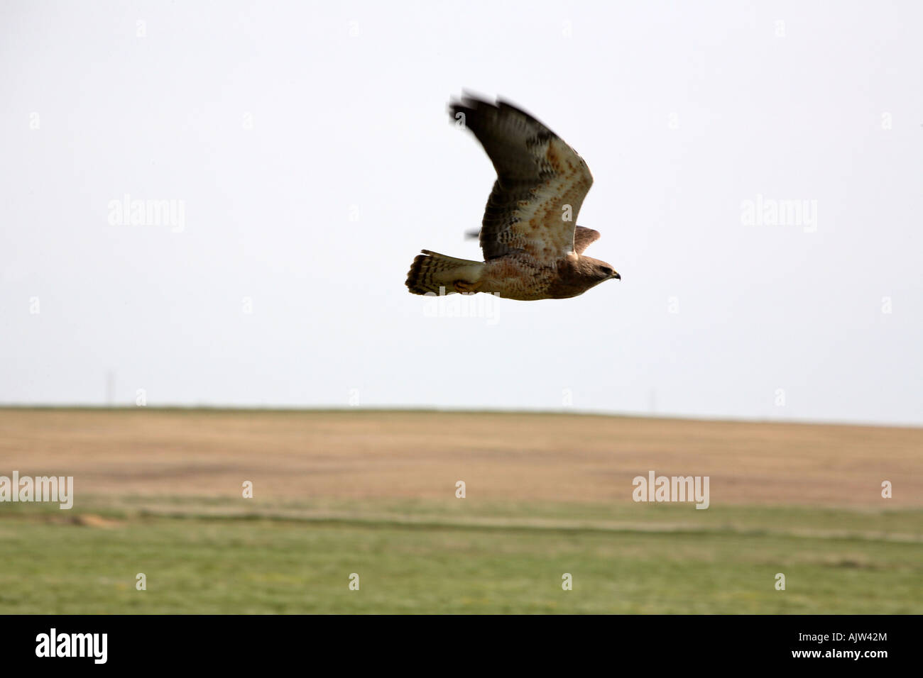 Hawk in flight Stock Photo - Alamy