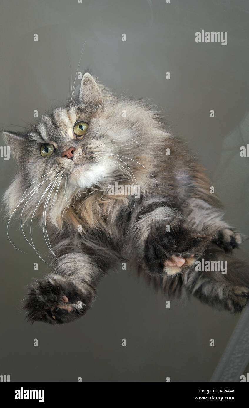 Worms eye view of a Maine coon cat Stock Photo - Alamy