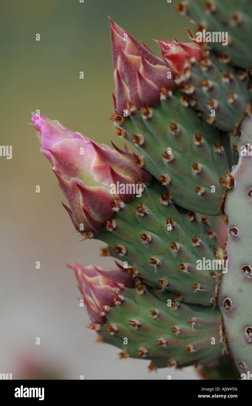 Beavertail cactus (Opuntia basilaris Stock Photo - Alamy