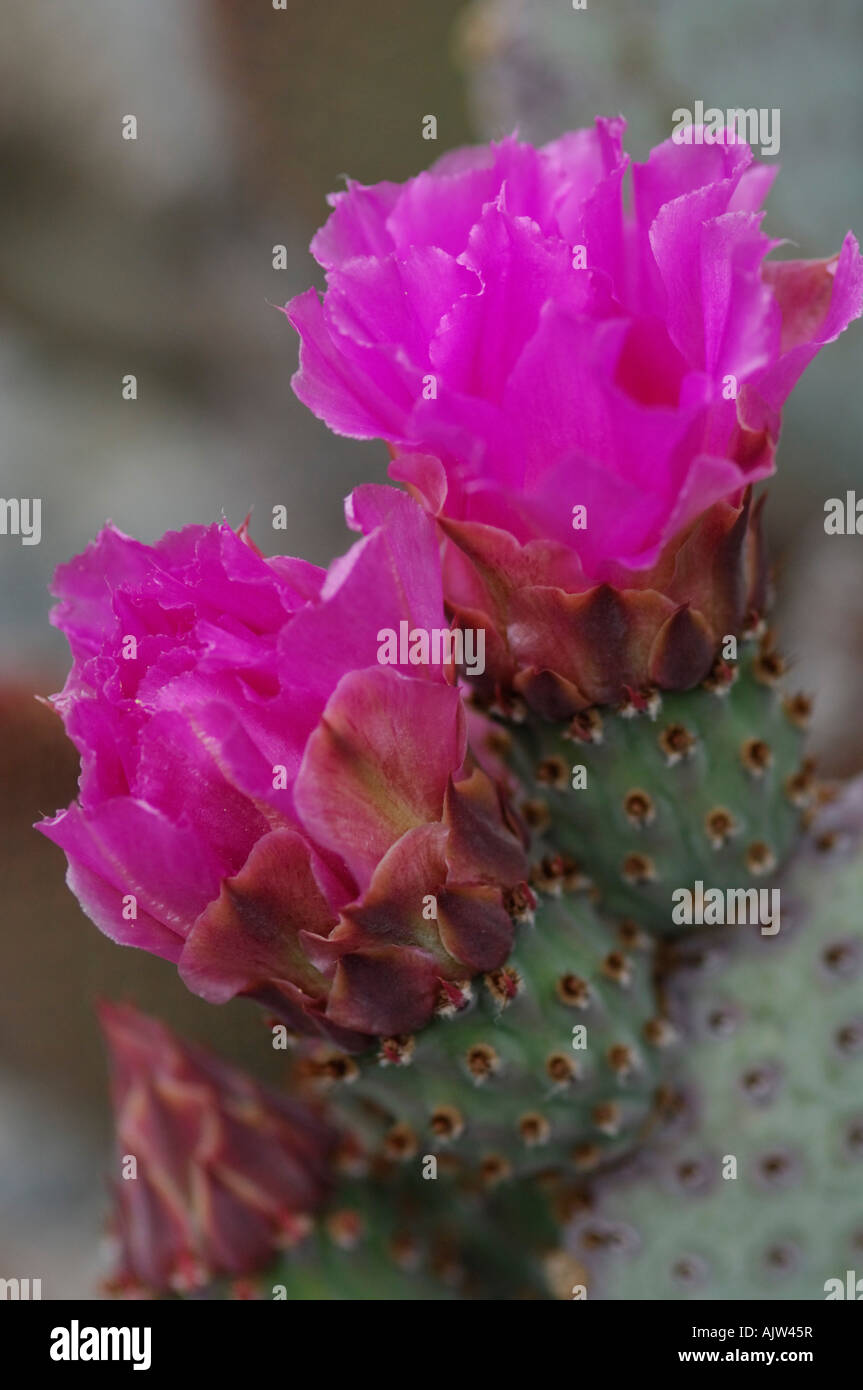 Beavertail cactus (Opuntia basilaris Stock Photo - Alamy