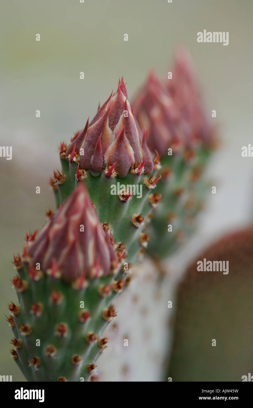 Beavertail cactus (Opuntia basilaris Stock Photo - Alamy