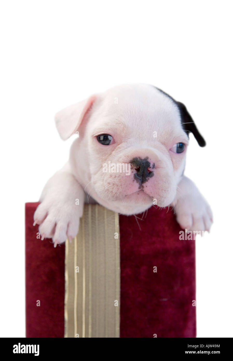 French bulldog puppy in red velvet gift box Isolated on white ...