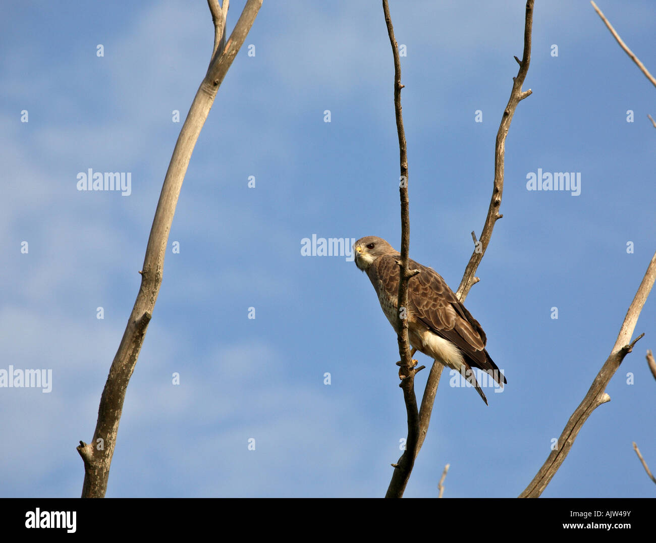 Species swainson s hawk hi-res stock photography and images - Alamy