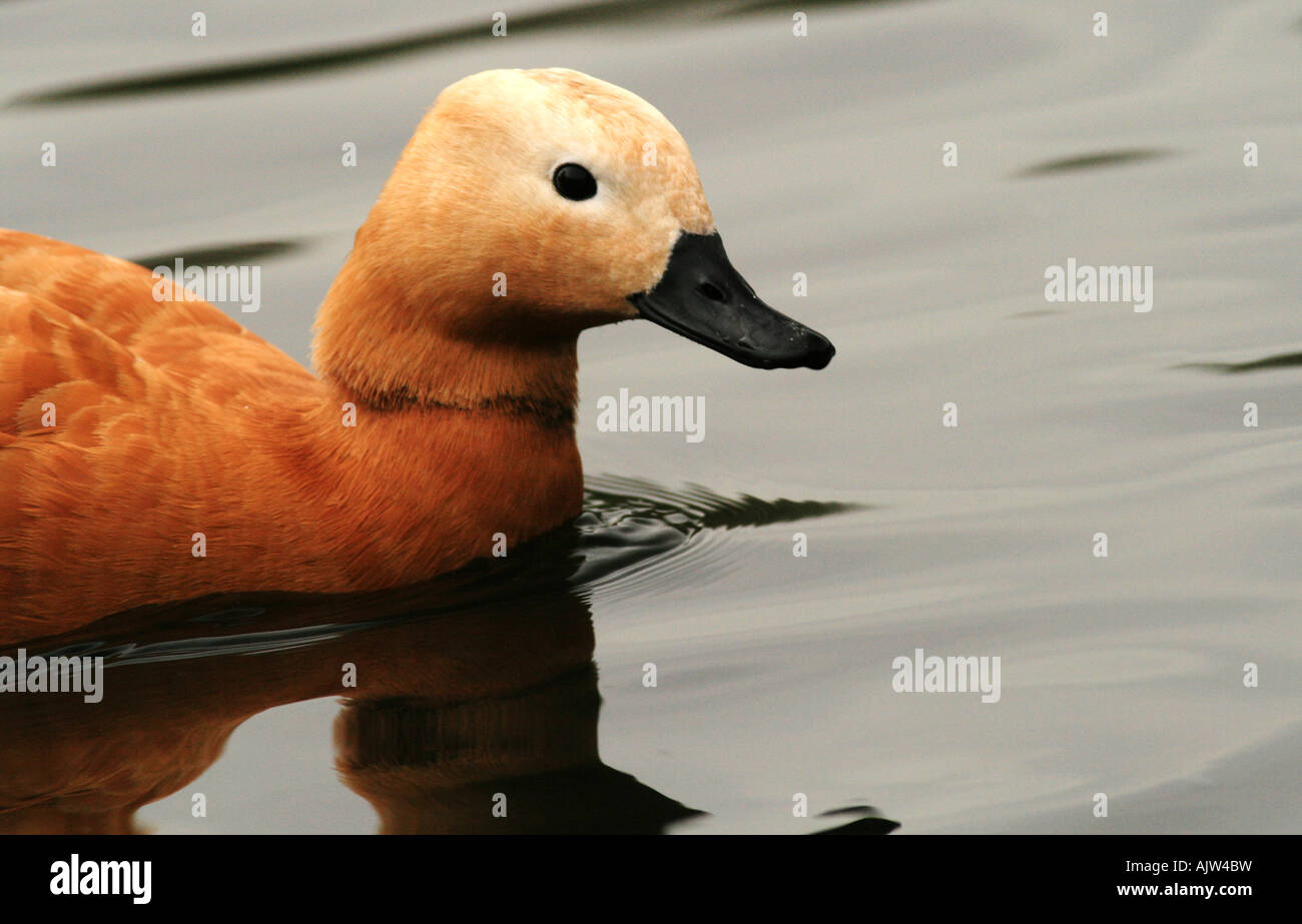 Shel duck hi-res stock photography and images - Alamy