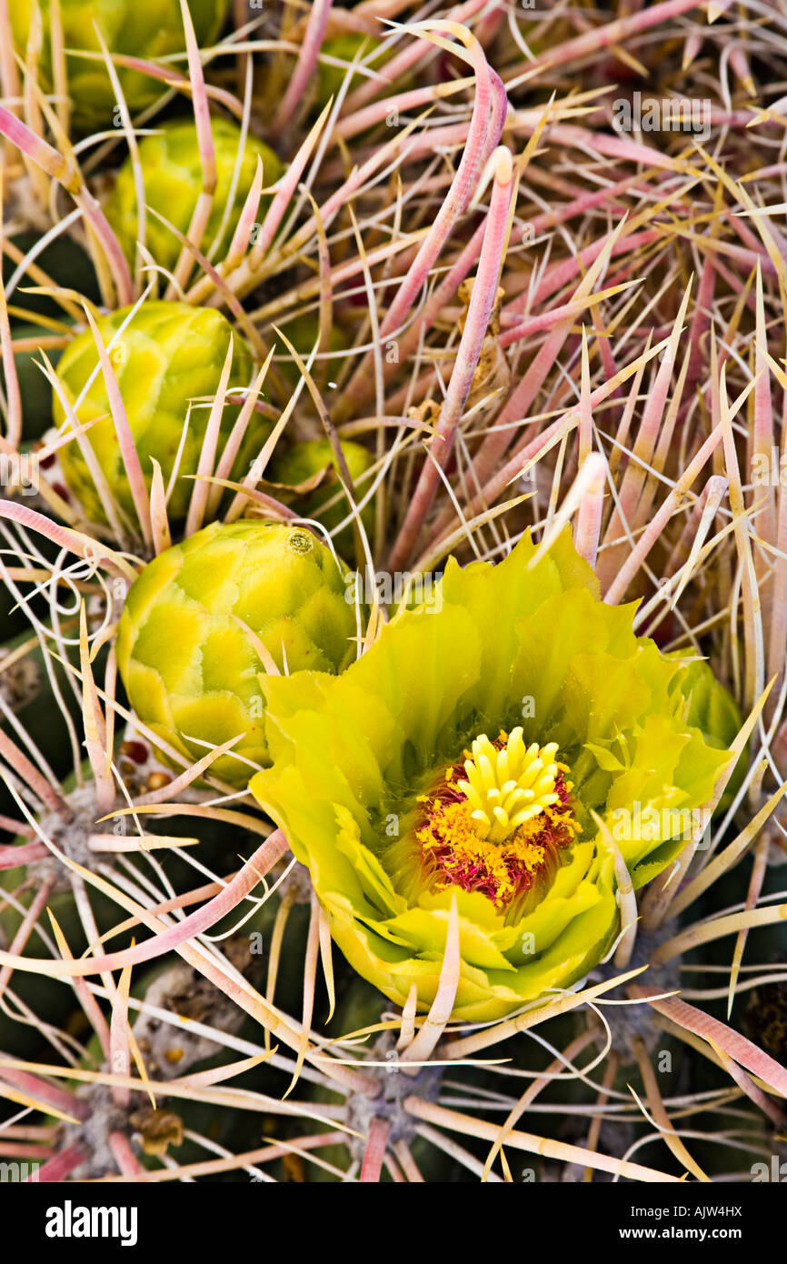 Barrel Cactus Ferocactus flowers blooming in springtime in the Anza ...