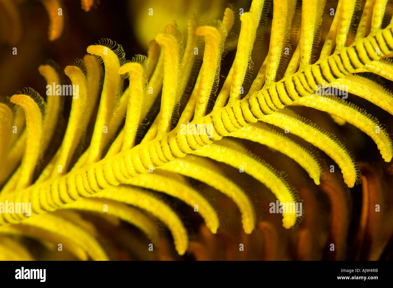 Yellow crinoid hi-res stock photography and images - Alamy