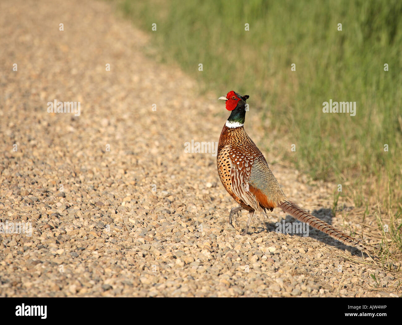 Ring necked Pheasant walking along country road Stock Photo - Alamy