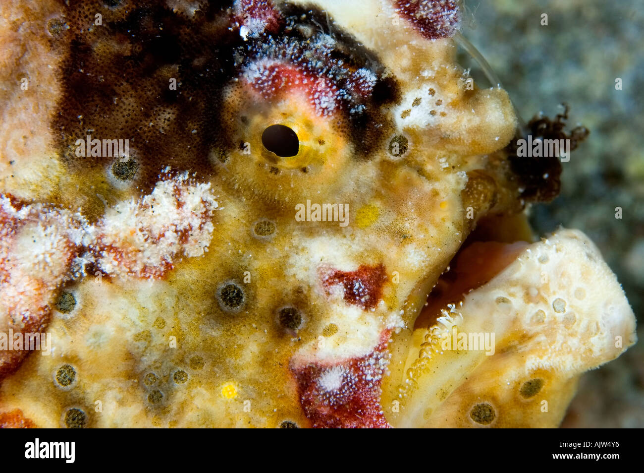 Clown anglerfish or warty frogfish Antennarius maculatus Basura dive ...