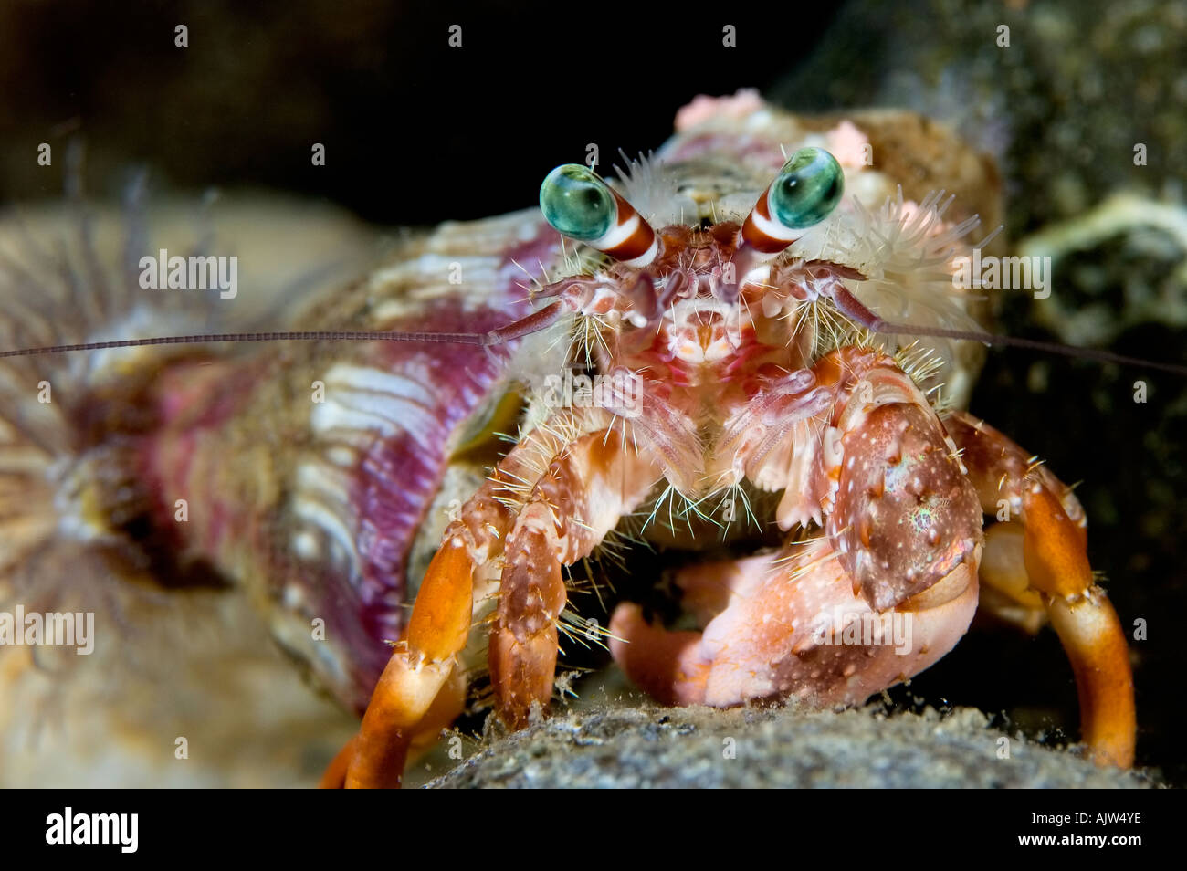 Hermit crab with anemones Dardanus pedunculatus and Calliactis miriam ...