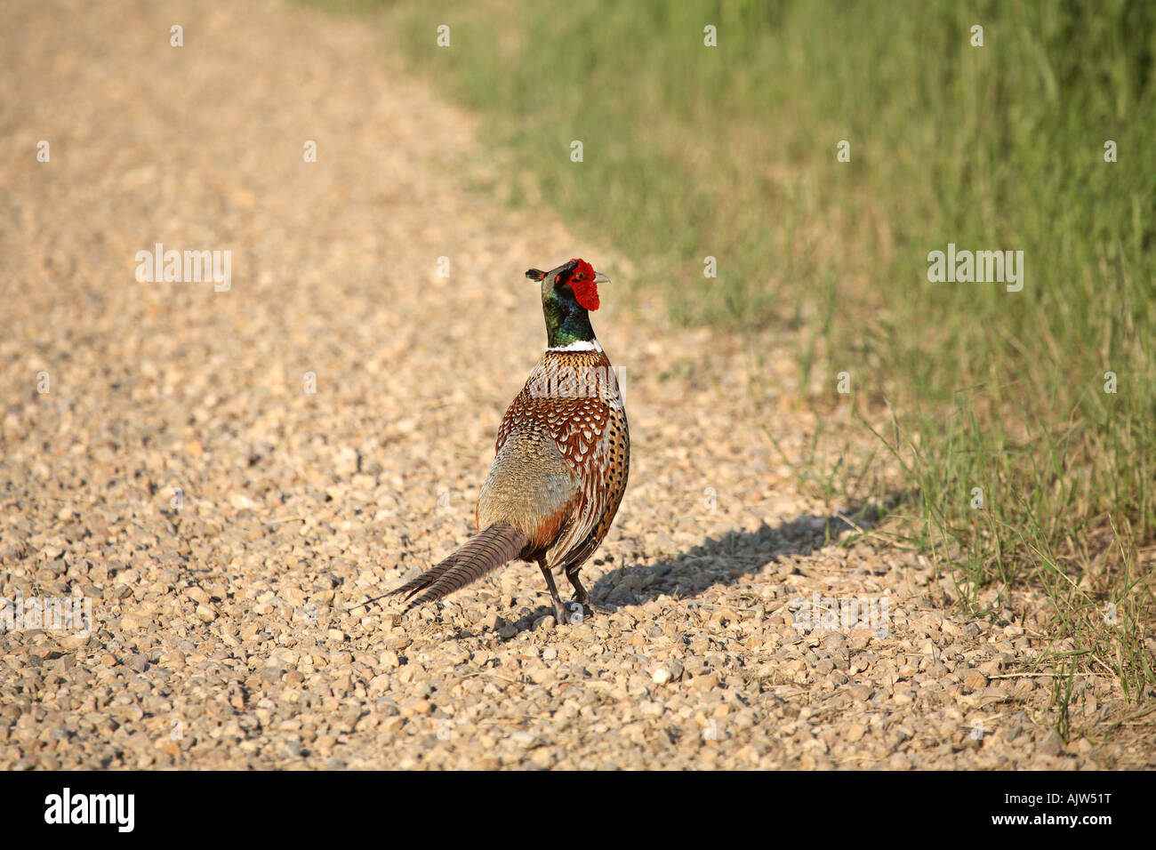 Ring necked Pheasant on side of country road Stock Photo - Alamy